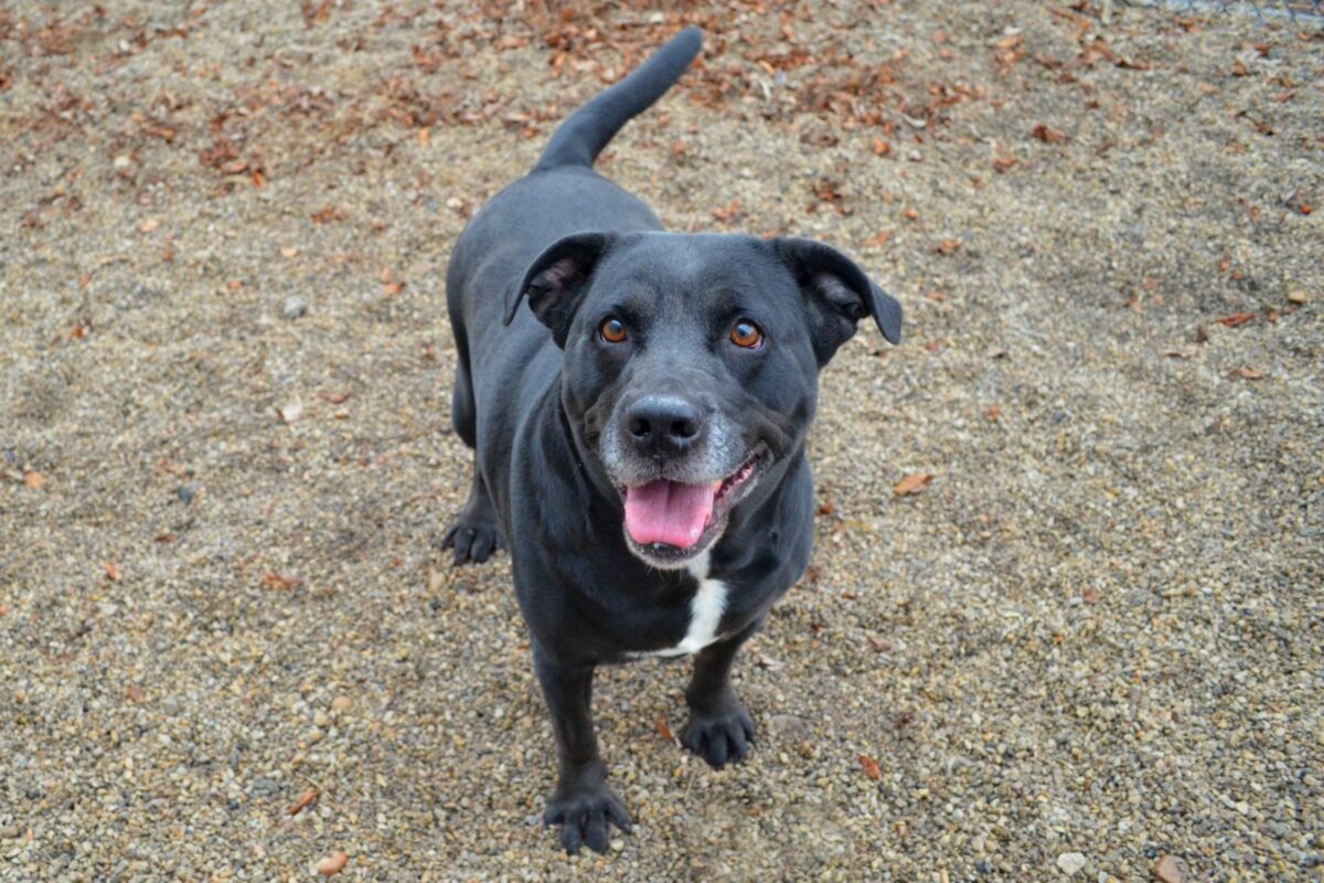 Pet of the Week: “Custard” Labrador Retriever/Bulldog mix | News ...